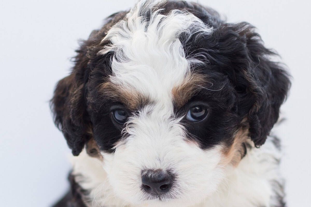 Bernedoodle Dog Breed Information and Facts - PetFriendly.com