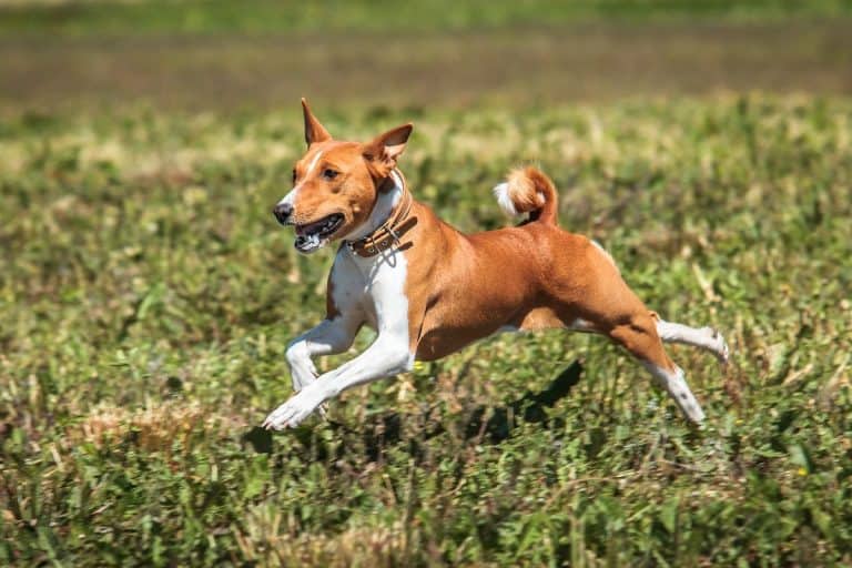Basenji - PetFriendly.com
