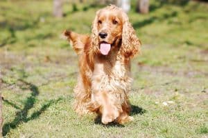 Cocker Spaniel Dog Breed Information and Facts - PetFriendly.com