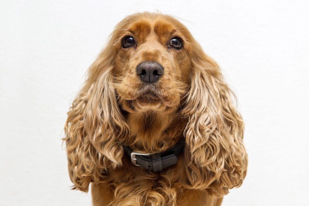 Cocker Spaniel Dog Breed Information and Facts - PetFriendly.com