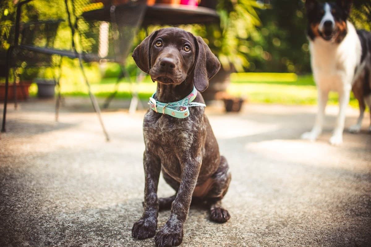 German Shorthaired Pointer - PetFriendly.com
