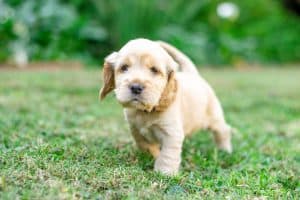 Cocker Spaniel Dog Breed Information and Facts - PetFriendly.com