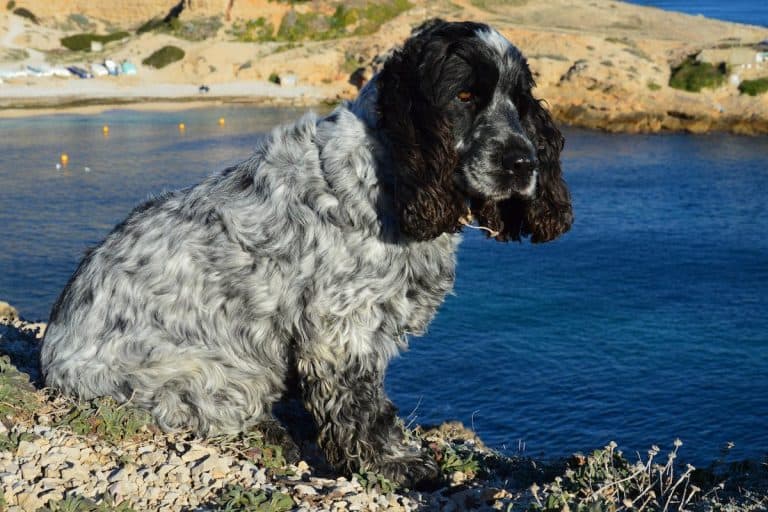 Cocker Spaniel Dog Breed Information and Facts - PetFriendly.com