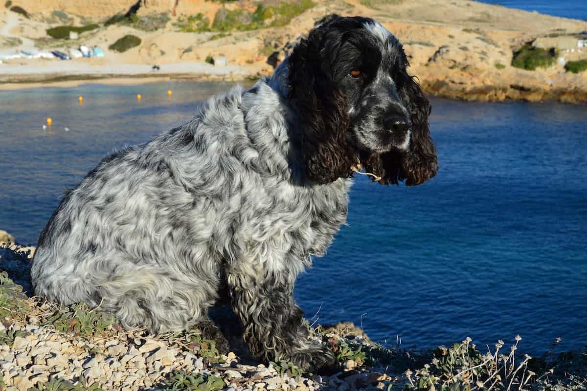 Cocker Spaniel Dog Breed Information and Facts - PetFriendly.com