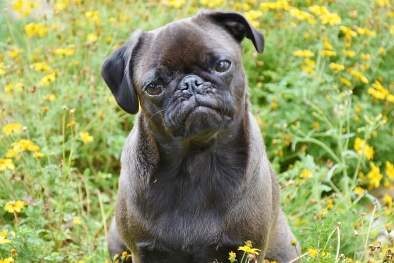 Pug - PetFriendly.com