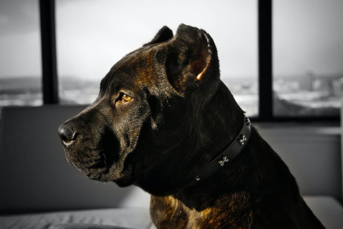 Cane Corso Dog Breed Information and Facts - PetFriendly.com