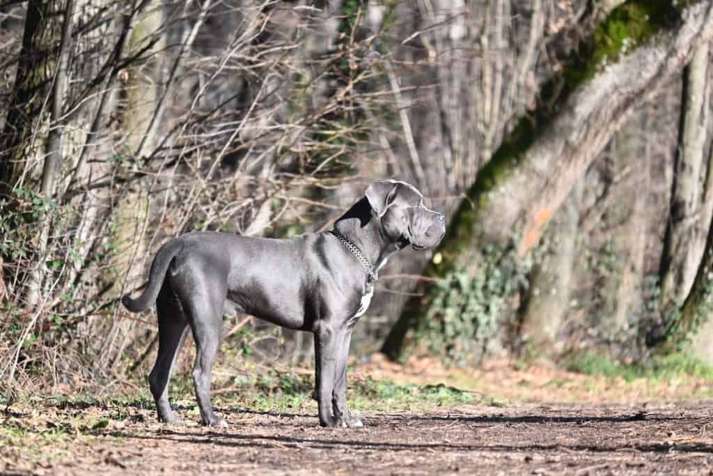 Cane Corso Dog Breed Information and Facts - PetFriendly.com