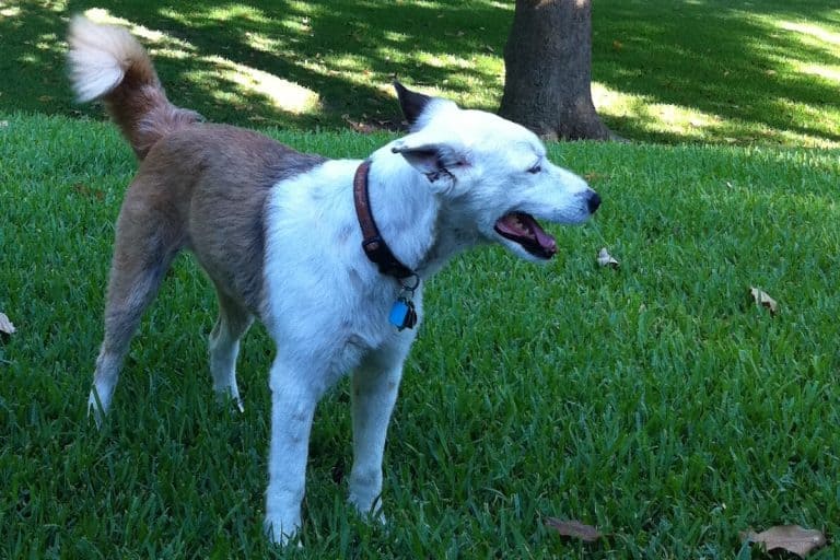 Mutt & Mixed Breed Dogs - PetFriendly.com