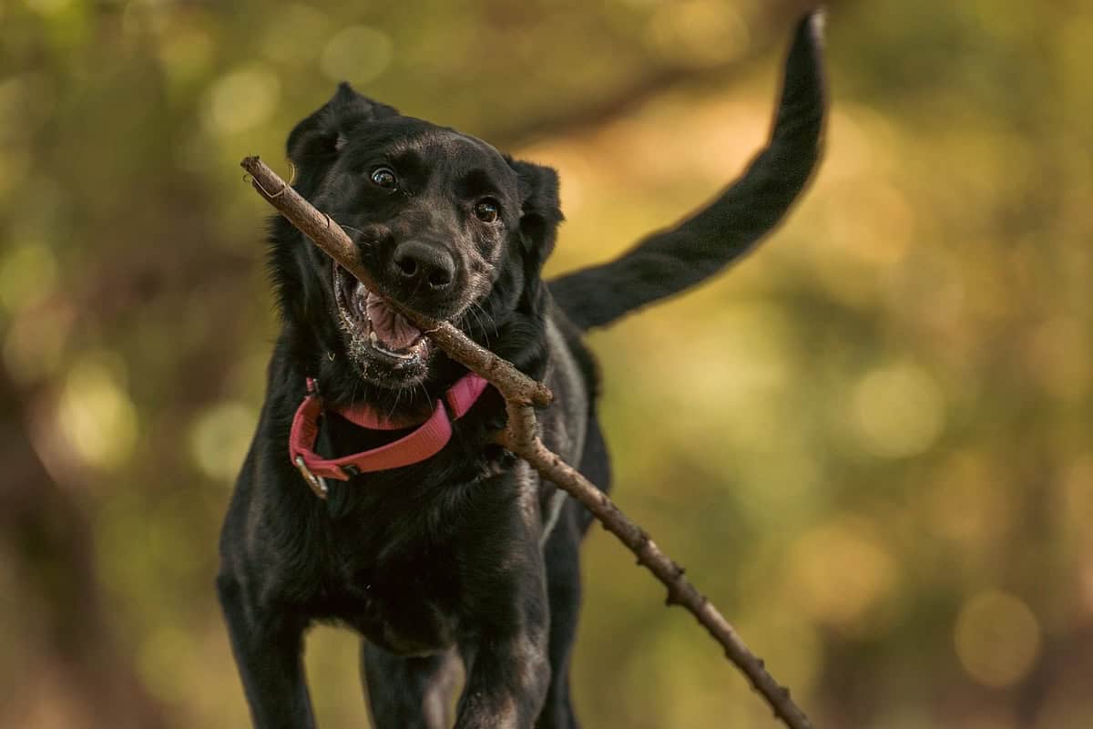 Borador - PetFriendly.com