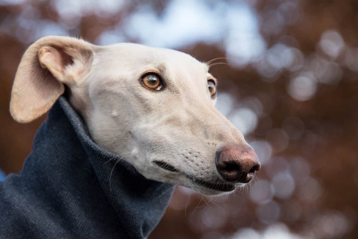 Greyhound - PetFriendly.com