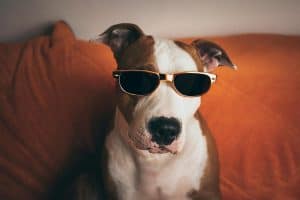 Understanding Retinal Detachment in Dogs - PetFriendly.com