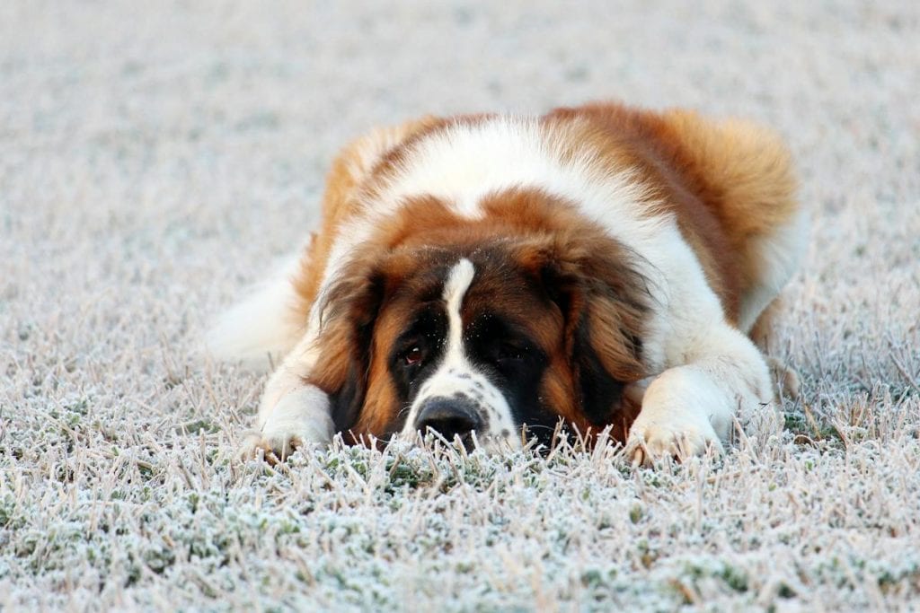 Understanding Ectropion in Dogs: Causes, Symptoms, Treatment and ...